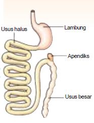 Sistem Dan Struktur Organ Badan Insan Beserta Fungsinya - JUARA SATU
