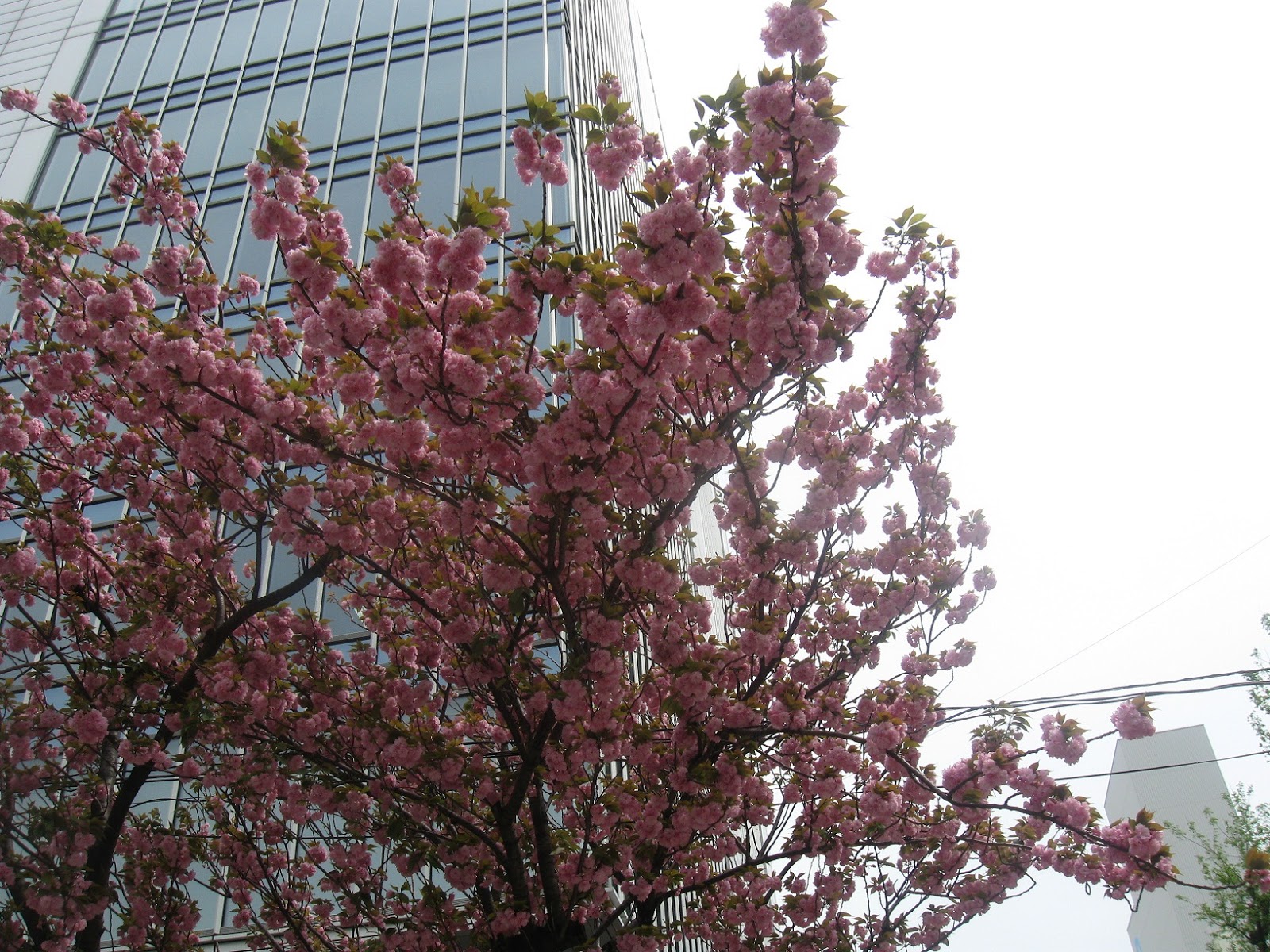 MY REAL JAPAN: Sakura is gone here but still blooming in Fukushima!