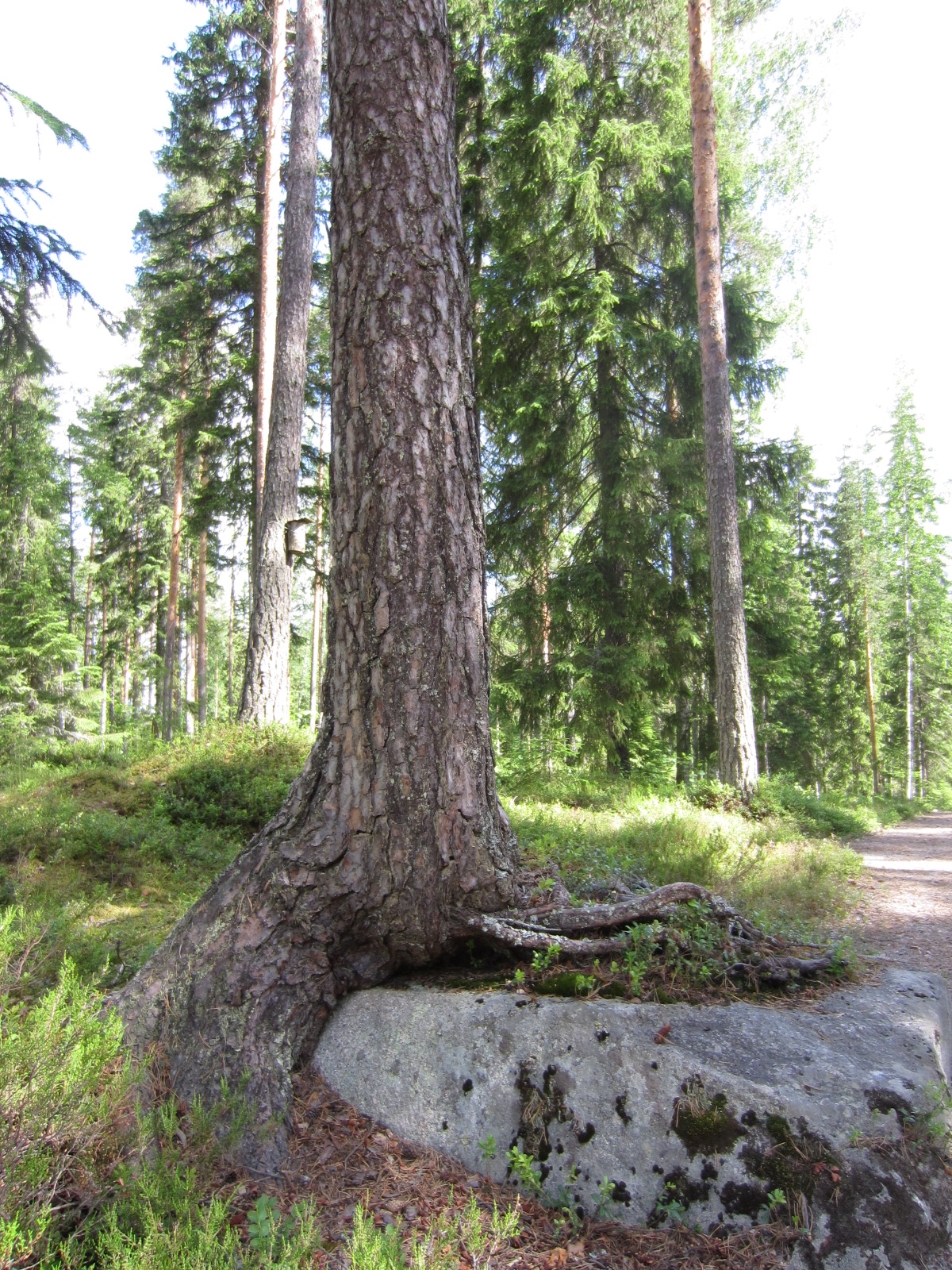 Hidden treasures of Ähtäri: Finnish SISU and MÖKKI