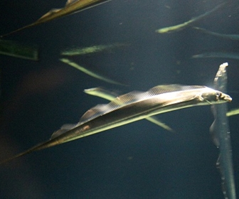 Ikan Layur, Ikan Laut yang mirip Pedang