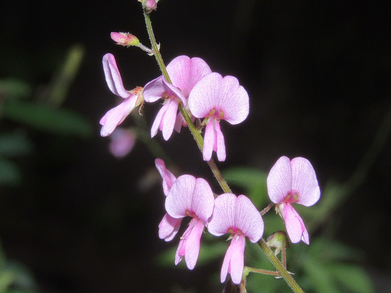 Fabaceae - Leguminosae no Brasil: Fabaceae - Desmodium incanum (Sw.) DC ...
