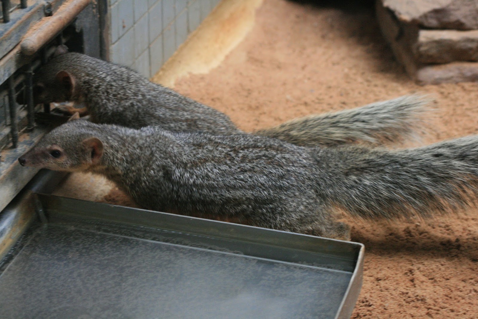 Abe's Animals: Narrow striped mongoose