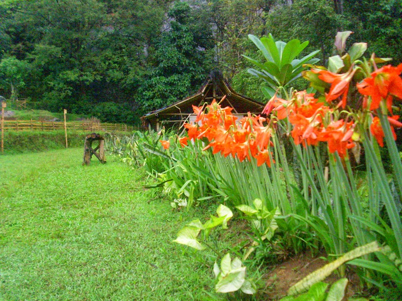 Padjajaran Anyar: November Adalah Bulan Bunga Bakung