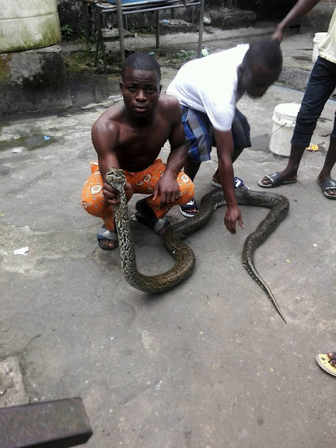 NewsEye™ Media: Photos: Some Men Take Selfies With This Giant Snake ...