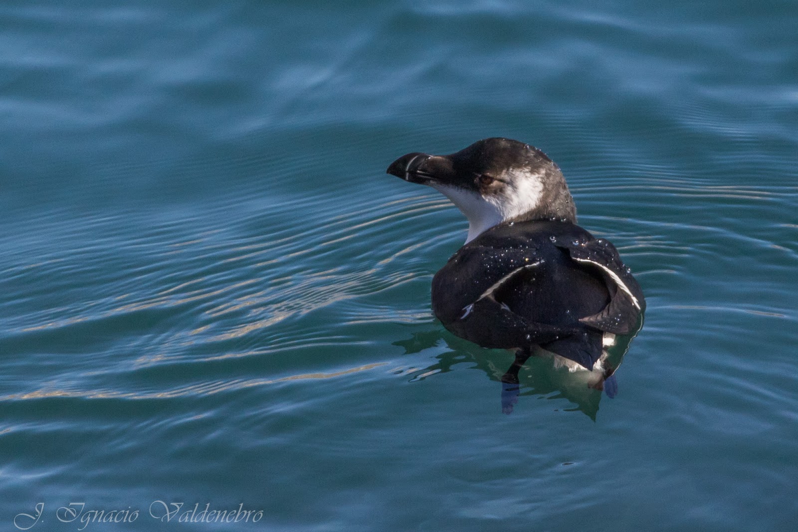 DocNatureBlog: El pingüino europeo. Alca Común (Alca torda). Alca Monxa.