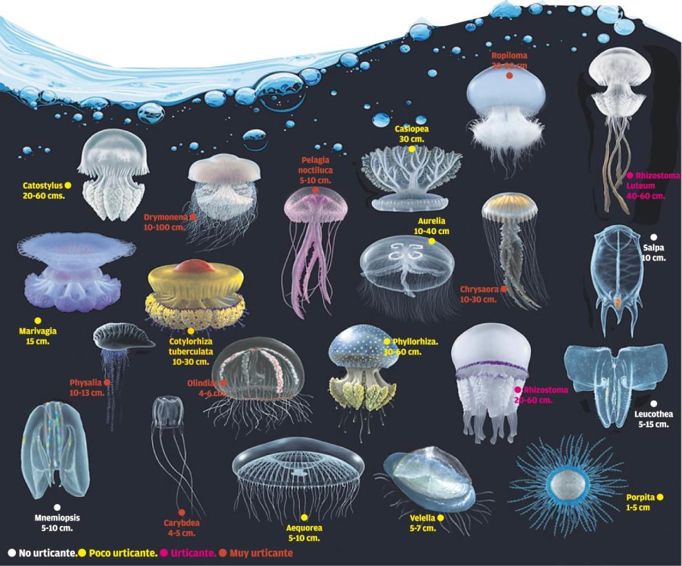 Medusozoa ~ AquaticGals
