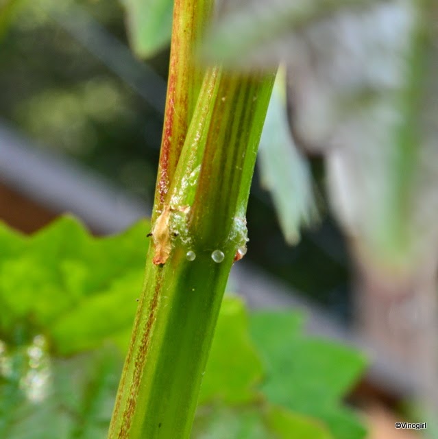 Vinsanity: Grape Pearls.
