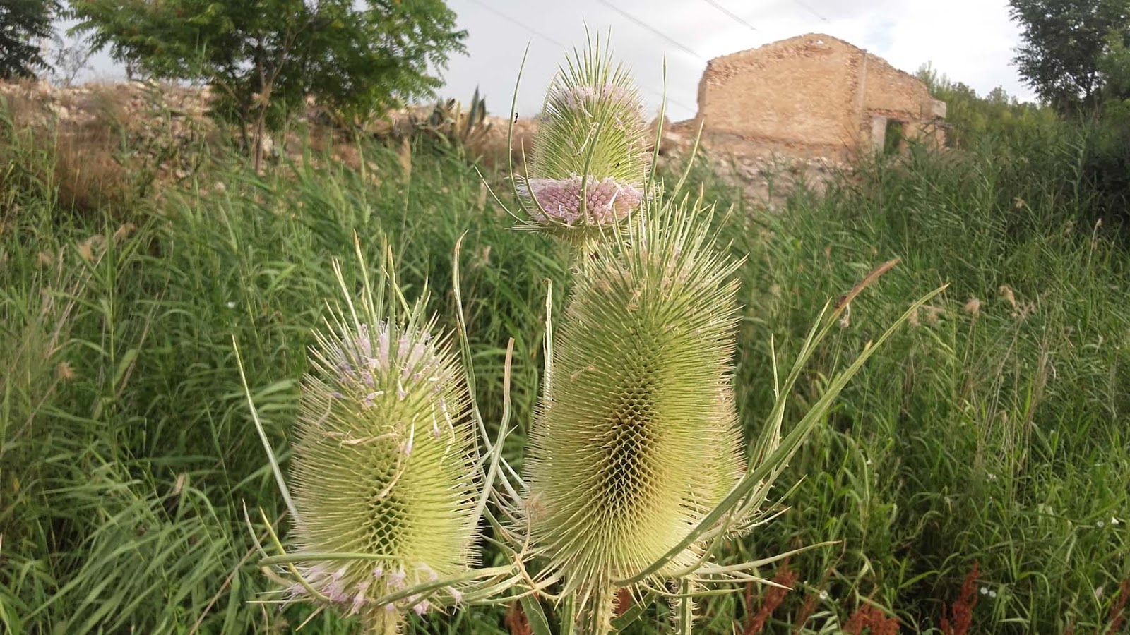 NATURA VIVA: El cardó, cardot o card de cardadors (Dipsacus fullonum)