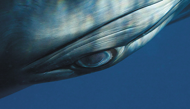 The Book of Barely Imagined Beings: Whale's eye