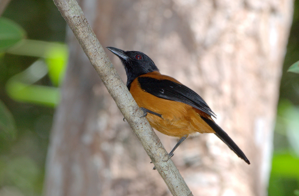 Bird's Paradise: Hooded Pitohui The First Documented Poisonous Bird