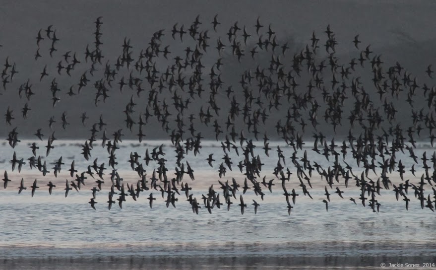 The Natural History of Bodega Head: January 2014