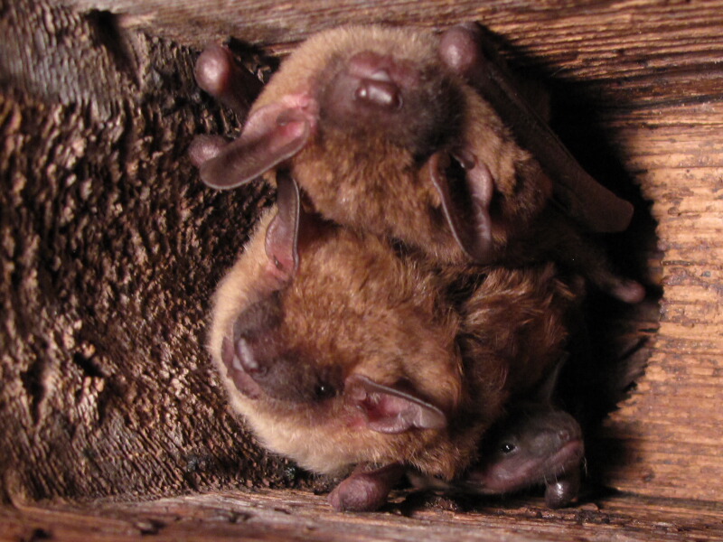 The Joyce Road Neighborhood: Bats in the barn
