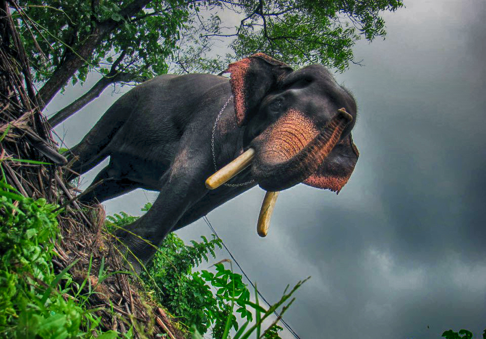 Kerala Elephants Images | Kerala elephants wallpapers HD | Kerala ...