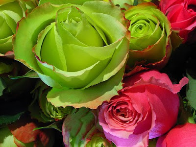 COLORS OF ROSES: GREEN ROSES