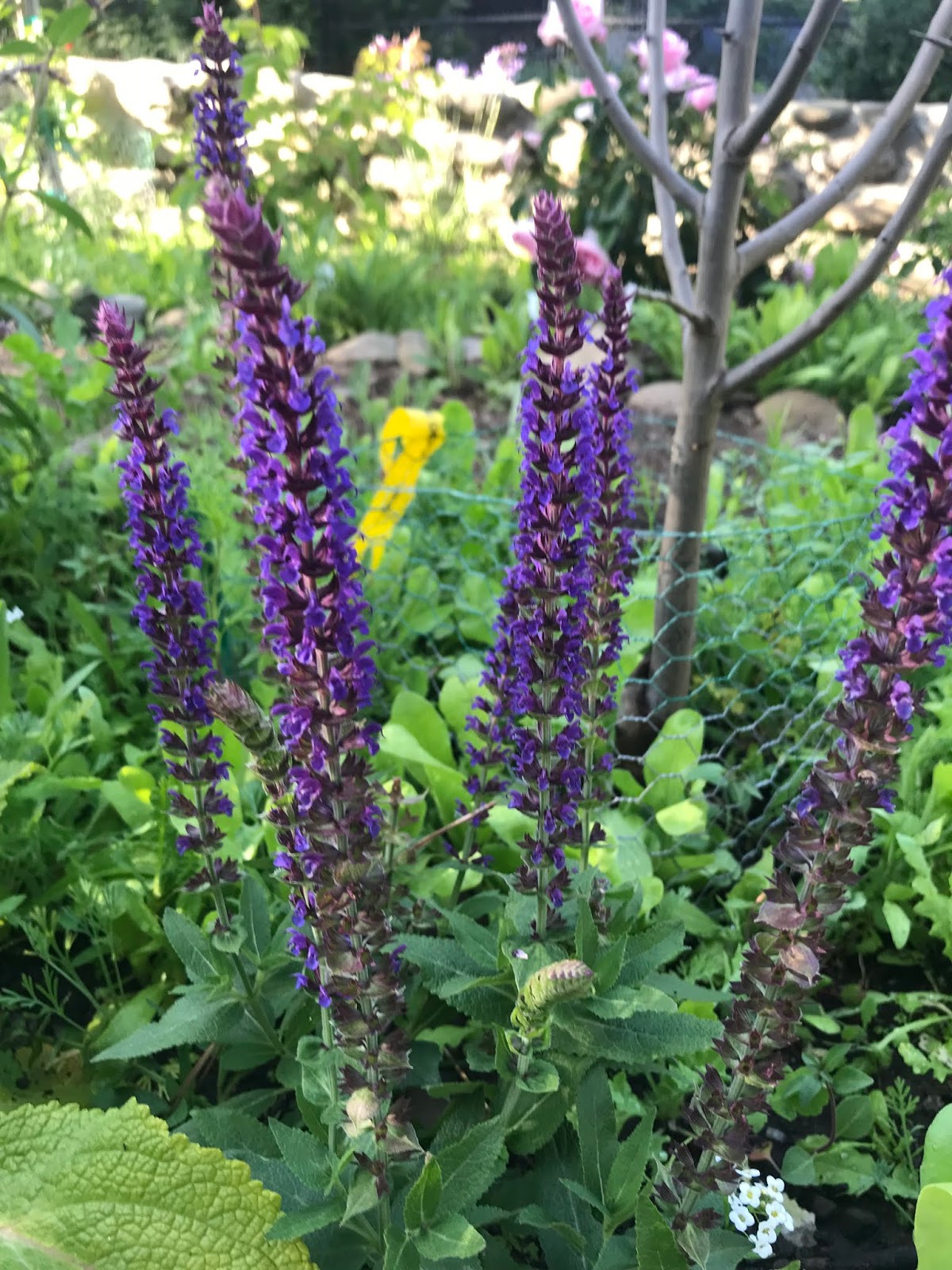 On Discovering A Garden: Gopher Resistant Plants