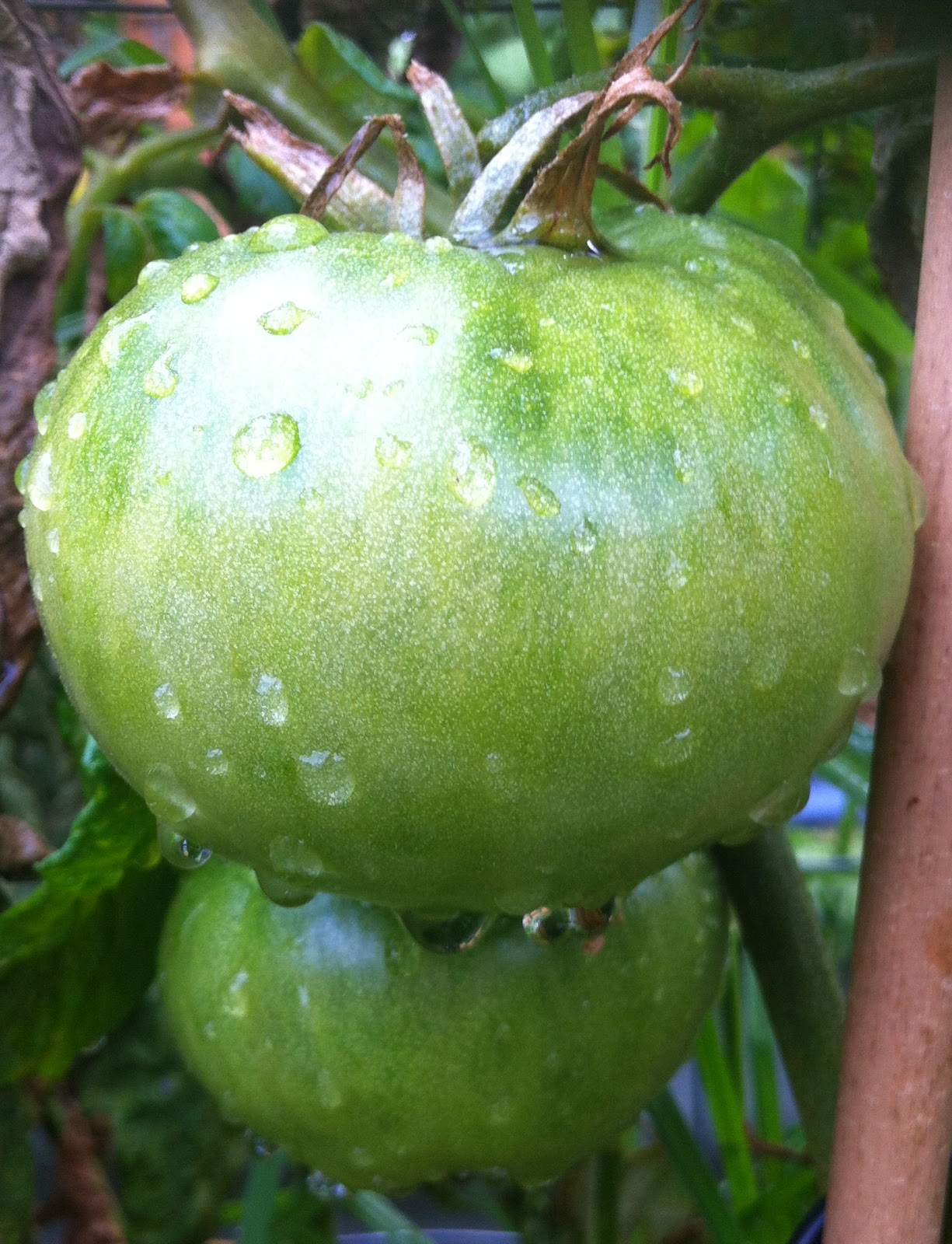 Living In The Land Of Oz: Green Tomato Pickles - For Beginners