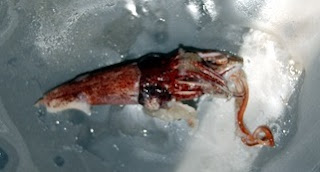 Charismatic Microfauna: Denizens of the Deep