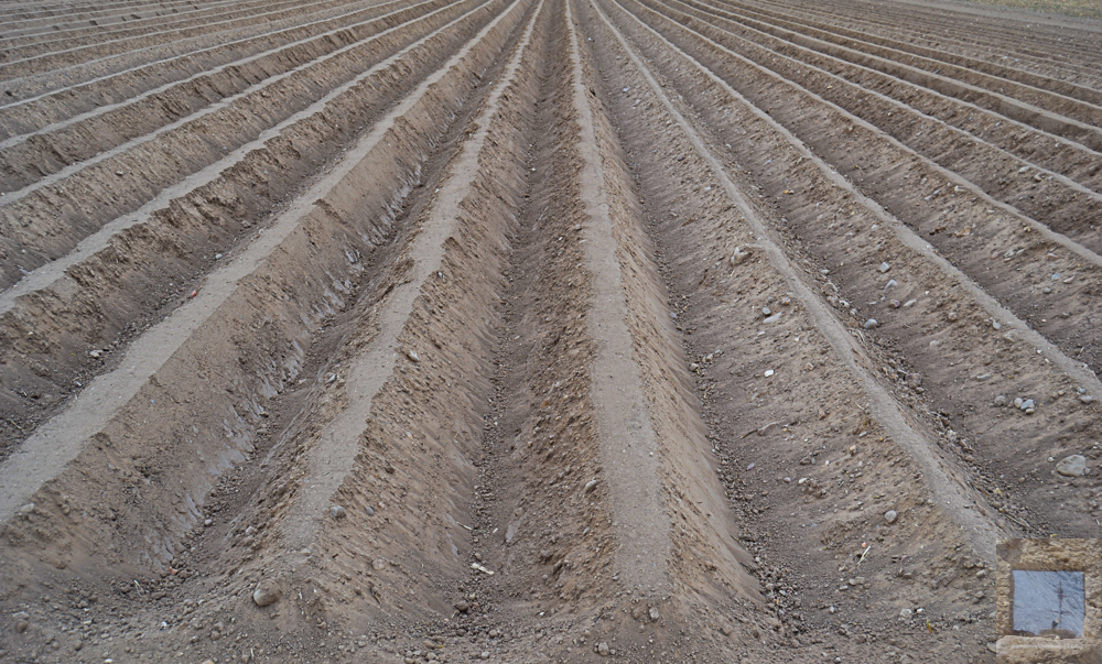 fuentemolinosblog: Surcos