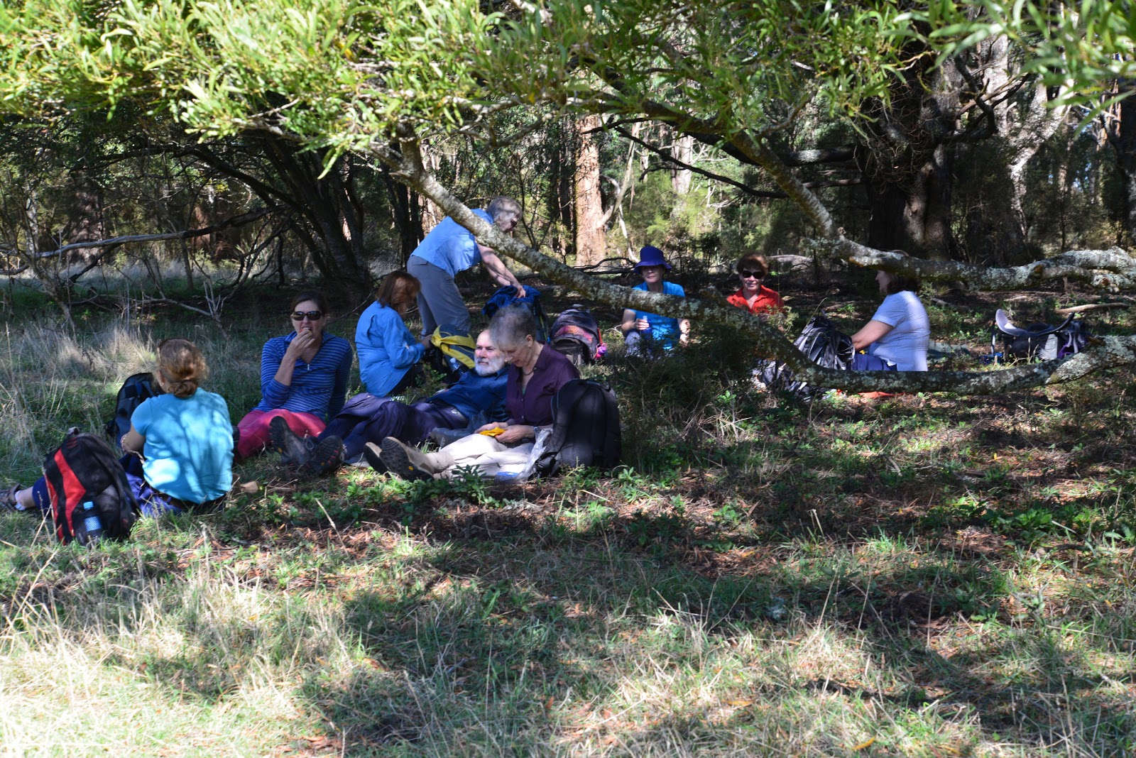 walkabouters club of victoria inc: Sherbrooke Forest, Dandenong Ranges ...