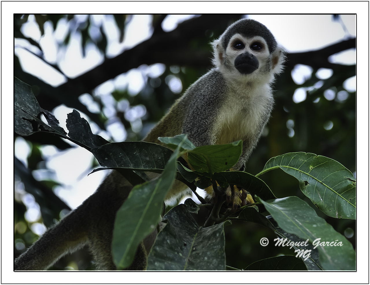 Amazonía Peruana. De los Primates. | El ojo de cristal. Fotografía Amateur.