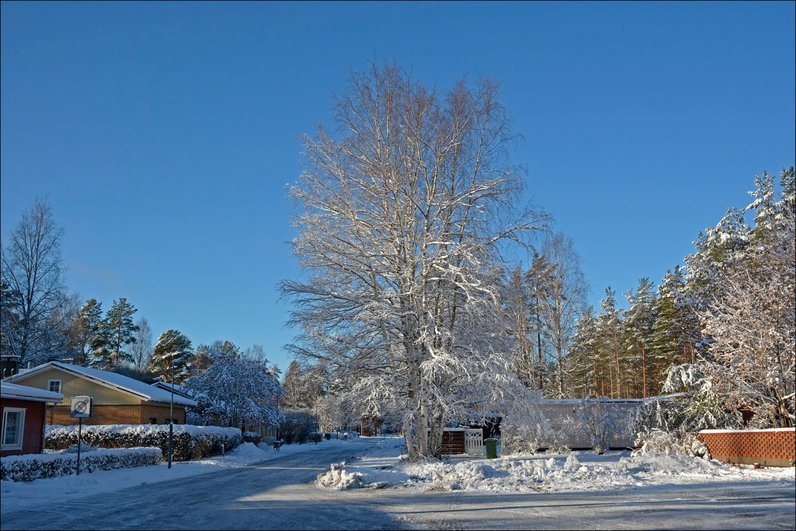 Pihakuiskaajan matkassa: Talvikuvia ennen kuin lumet sulavat