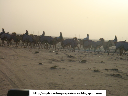 My Travels,My Experiences: On the Way to Kuwait Camel Racing Club