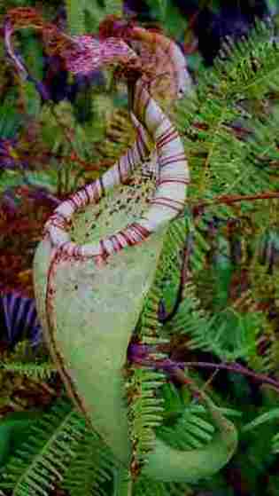 Flora yang Dilindungi di di pulau Jawa, Sulawesi, Papua, Sumatera ...