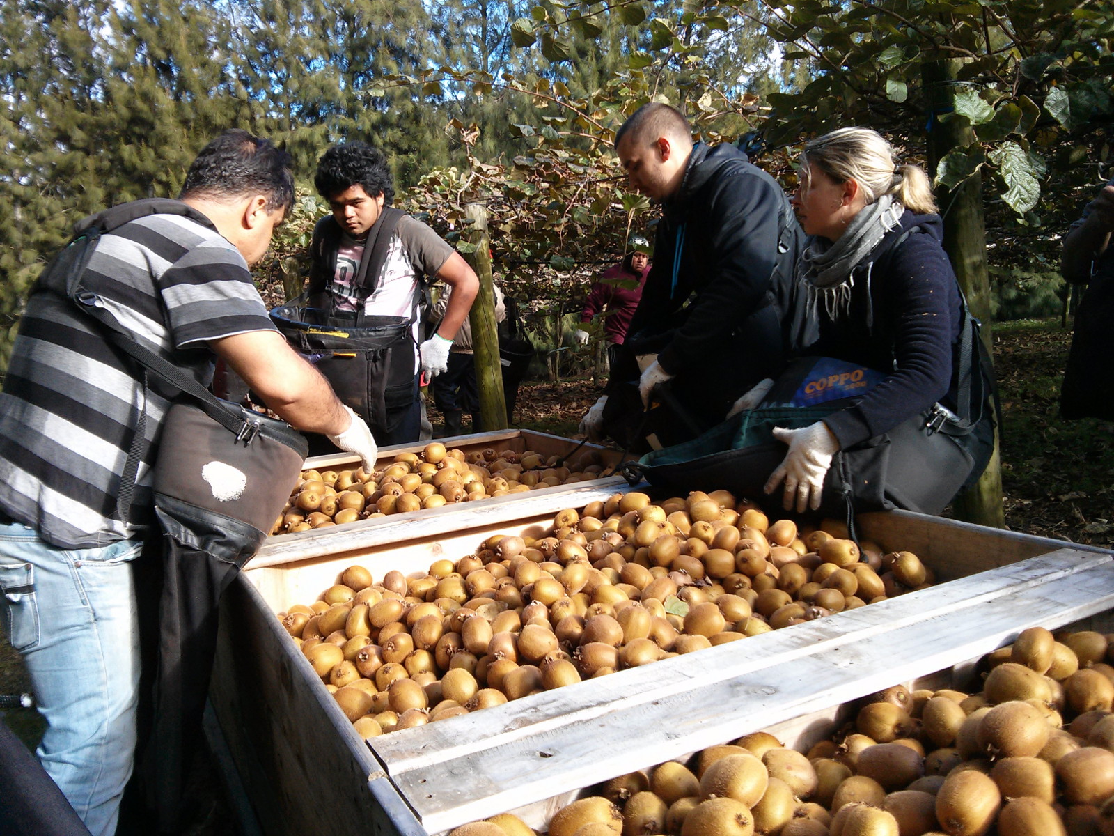 Adventures in New Zealand: Kiwifruit picking - Part 2