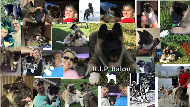 Baloo's Story - Justice for Baloo