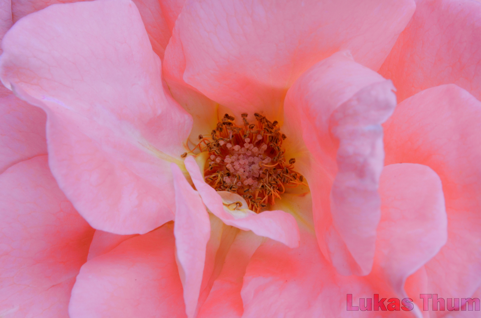 LFotographie: Blumig