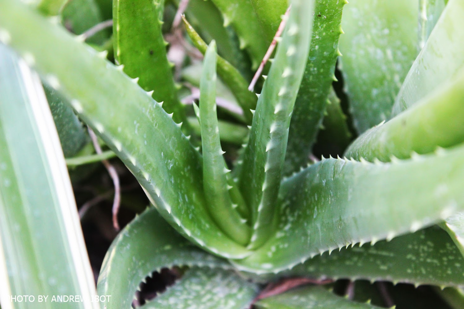 Ako si ANDREW IBOT!: Sabila (ALoe barbadensis Mill, Aloe Vera)