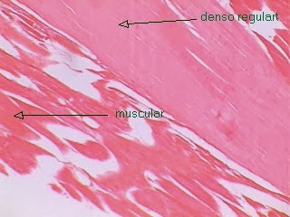 CATEDRA DE BIOLOGIA : HISTOLOGÍA
