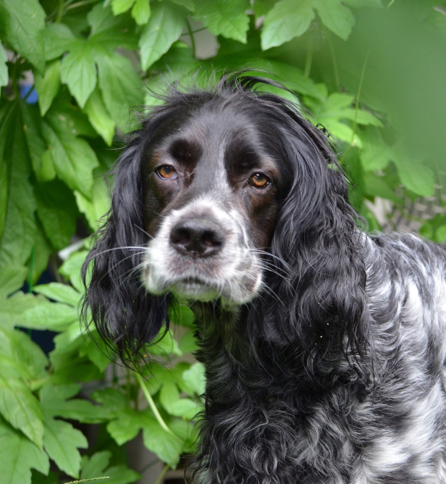 Gundog rescue Claire: That quizzical look