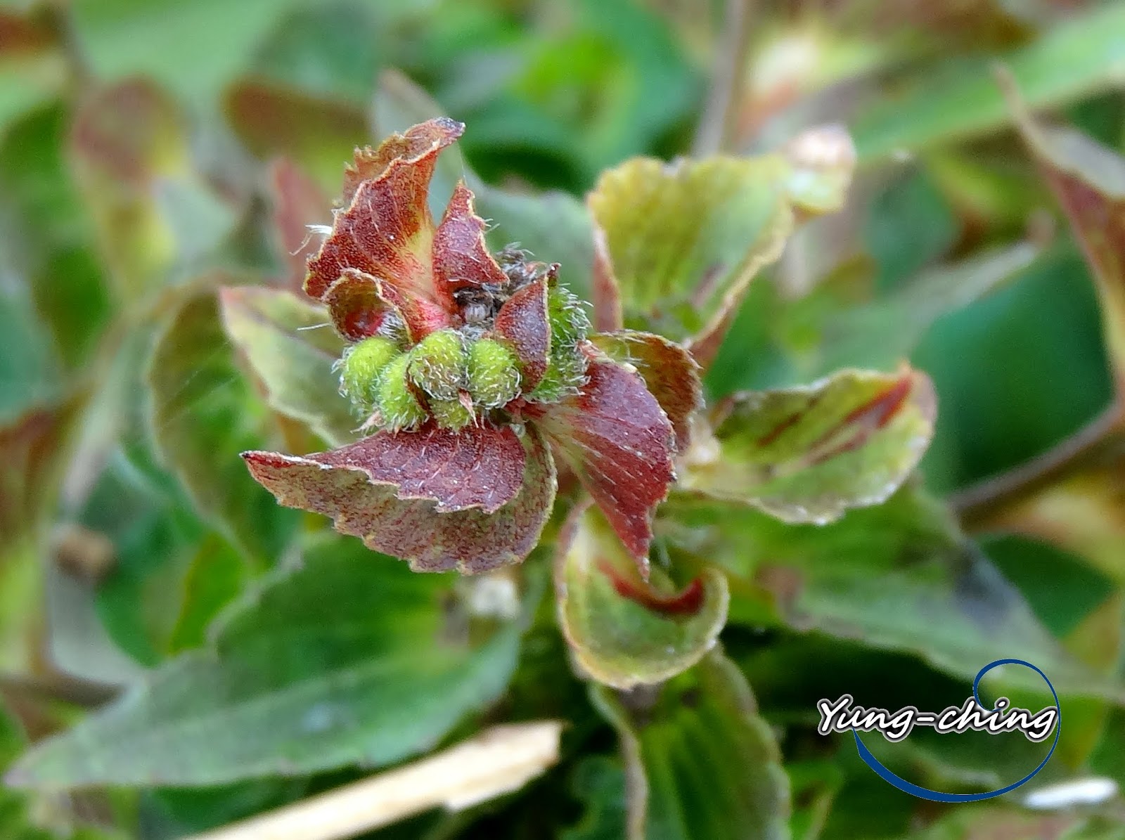 雨玹: 鐵莧菜(人莧)/Virginia Copperleaf