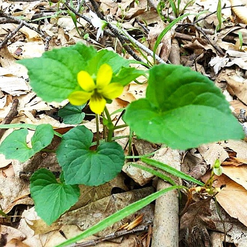 The Foraged Foodie: Foraging for wild violets: identification ...