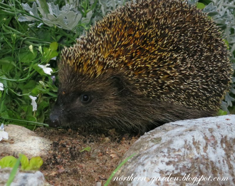 Nadezda's Northern Garden : Hedgehogs In The Garden