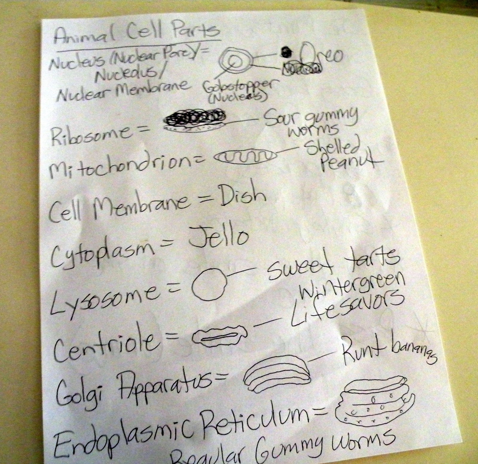 The Fantastic Five: Jello Animal Cell