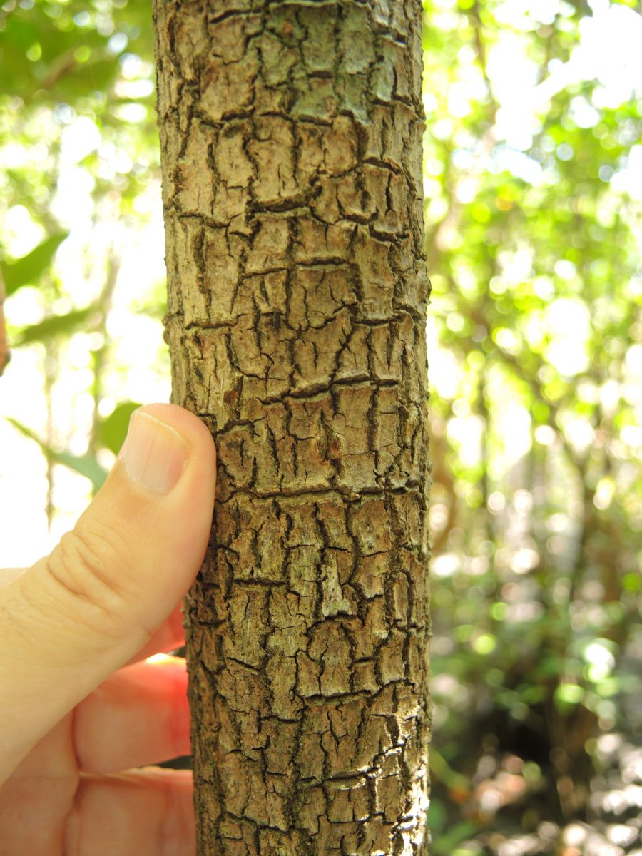 Queensland Coast: Australia's Spurred Mangroves (Ceriops sp.)