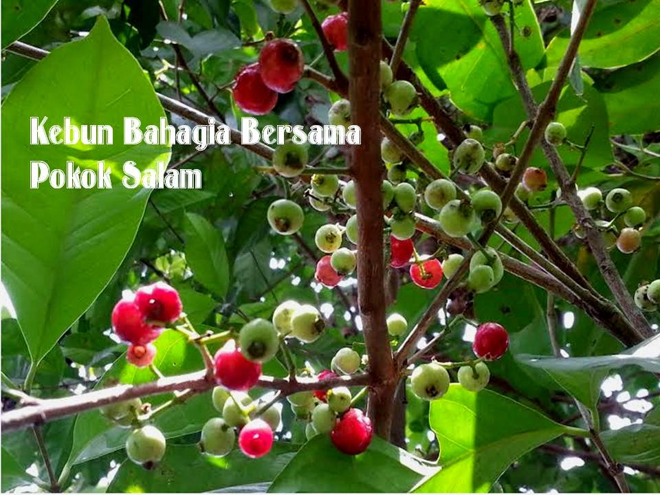Kebun Bahagia Bersama: Buah-Buahan