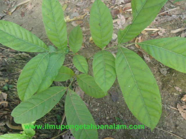 10+ Contoh Bentuk Tulang Daun Menyirip dan Foto/Gambarnya | Materi dan ...