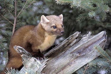 American Martens Animals | Interesting Facts & Latest Pictures | The ...