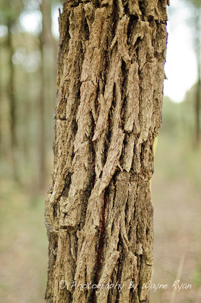 Wayne Ryan's blog: Ironbark Forests
