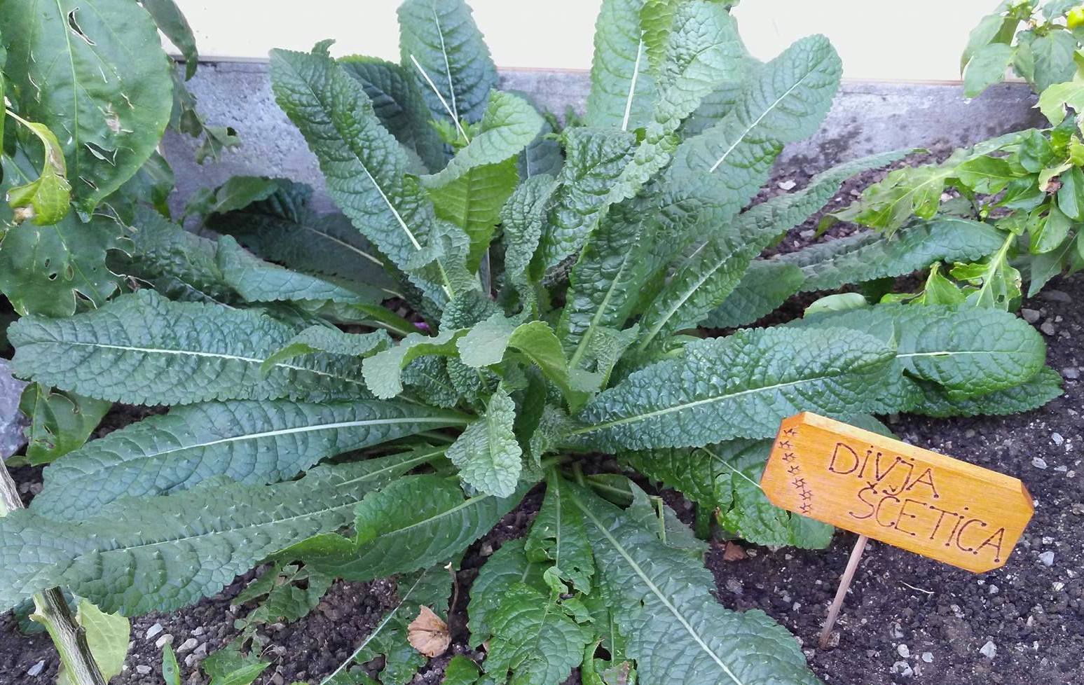 Naturalicious : Divja ščetica