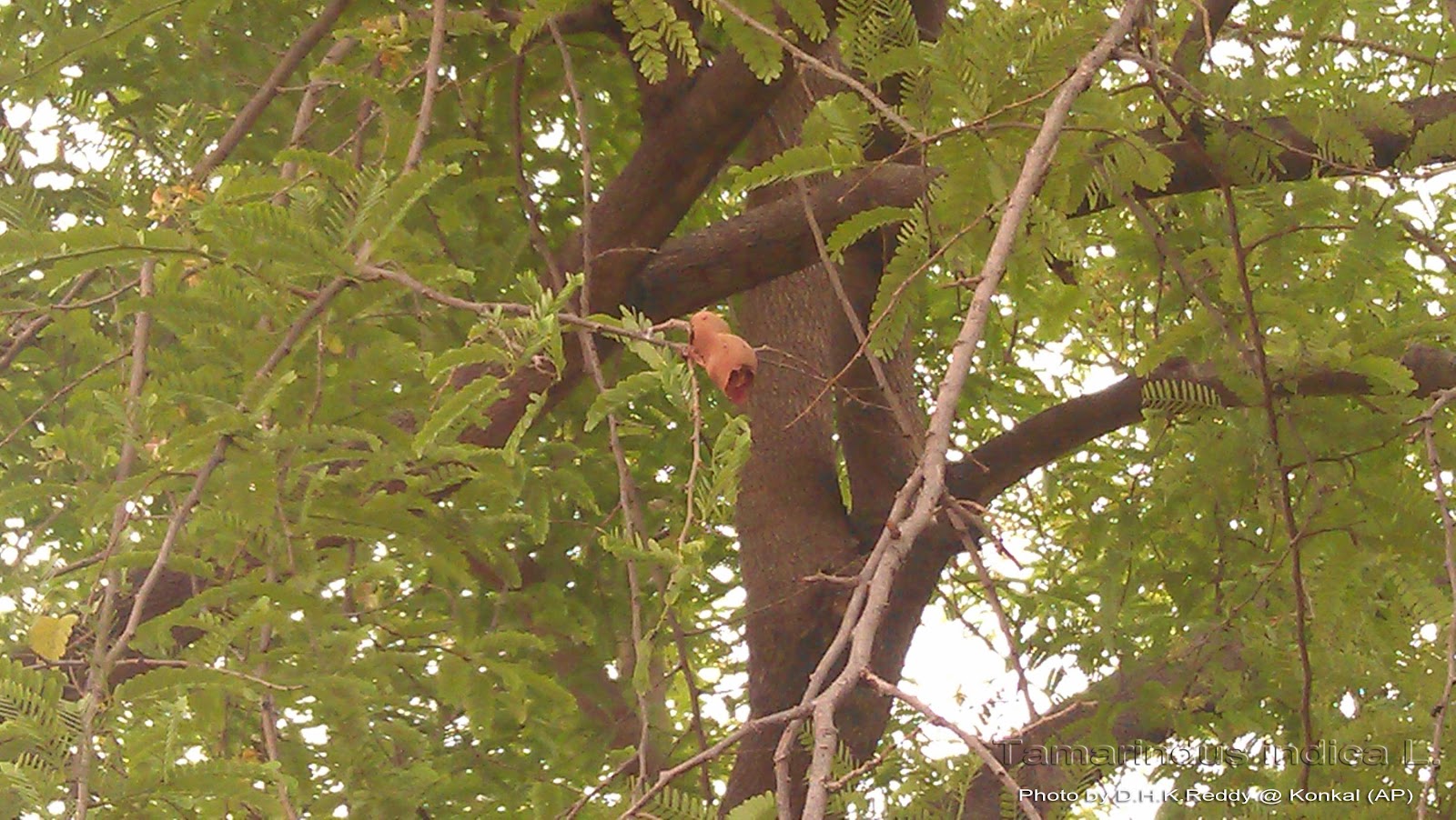 Medicinal Plants: Tamarindus indica Imli Tamarind Chinta Puli
