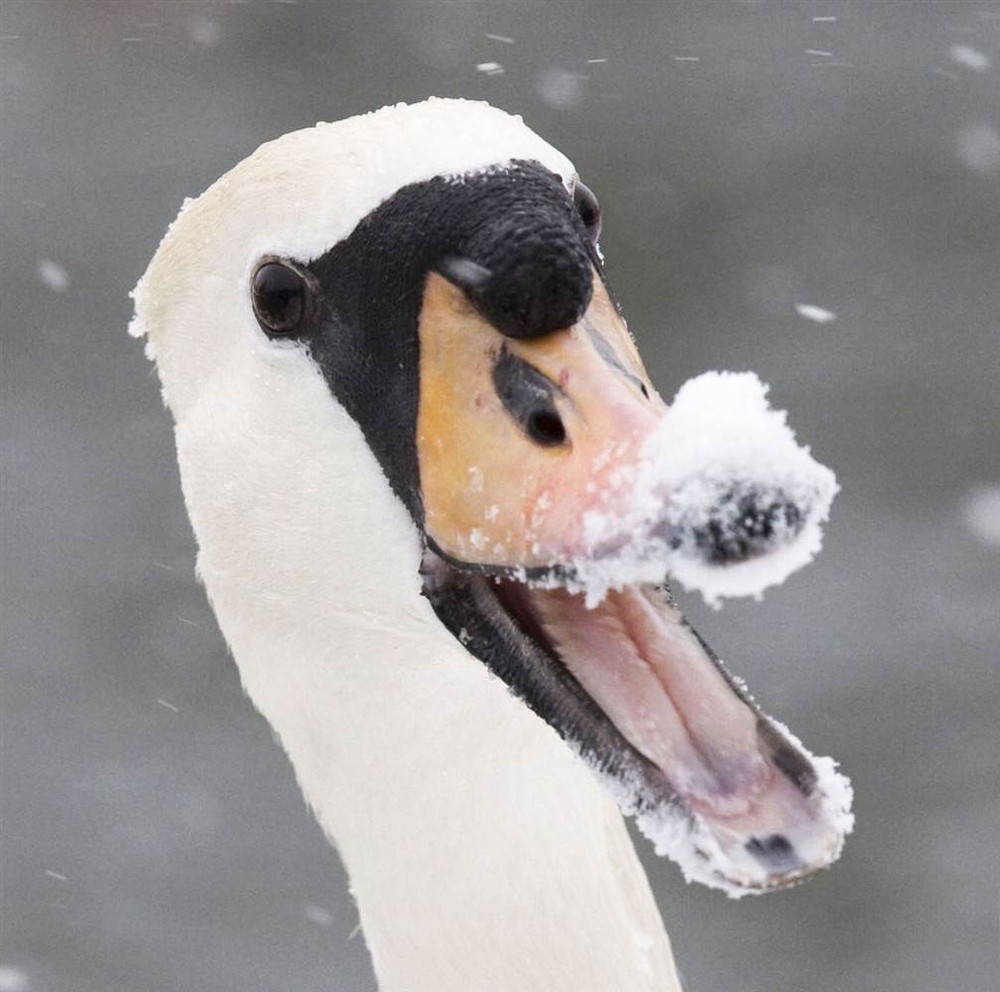 “Joyful” Animals