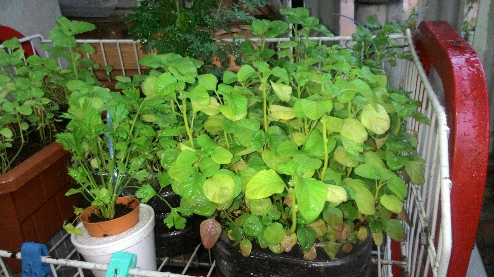 BAYAM HIJAU DAUN BULAT ~ Pertanian, Perkebunan Dan Penternakan