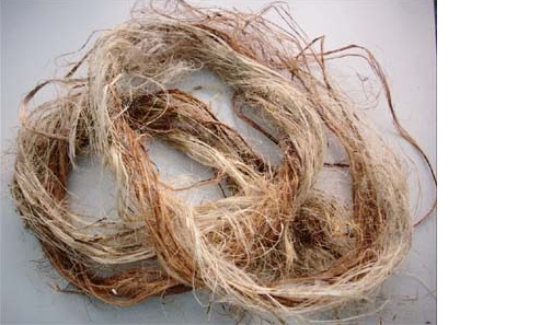 China Grass of Ramie (Weight Increase by N and K and the Whole ...