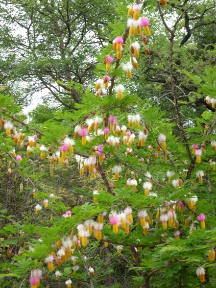 mainly mongoose: Holy infants?