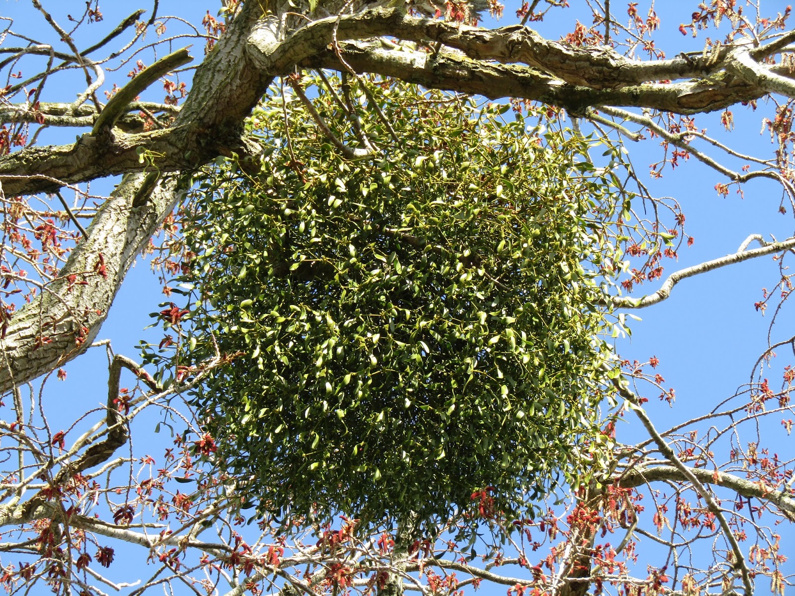 HERBAL PICNIC: EUROPEAN MISTLETOE