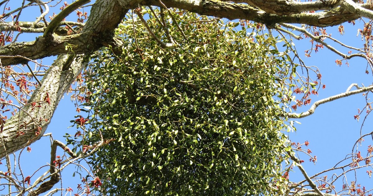 HERBAL PICNIC: EUROPEAN MISTLETOE